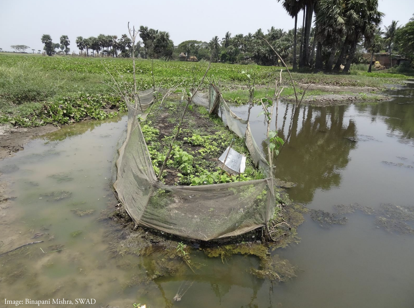 What is the State of Floating Farming in India? CEEW Research